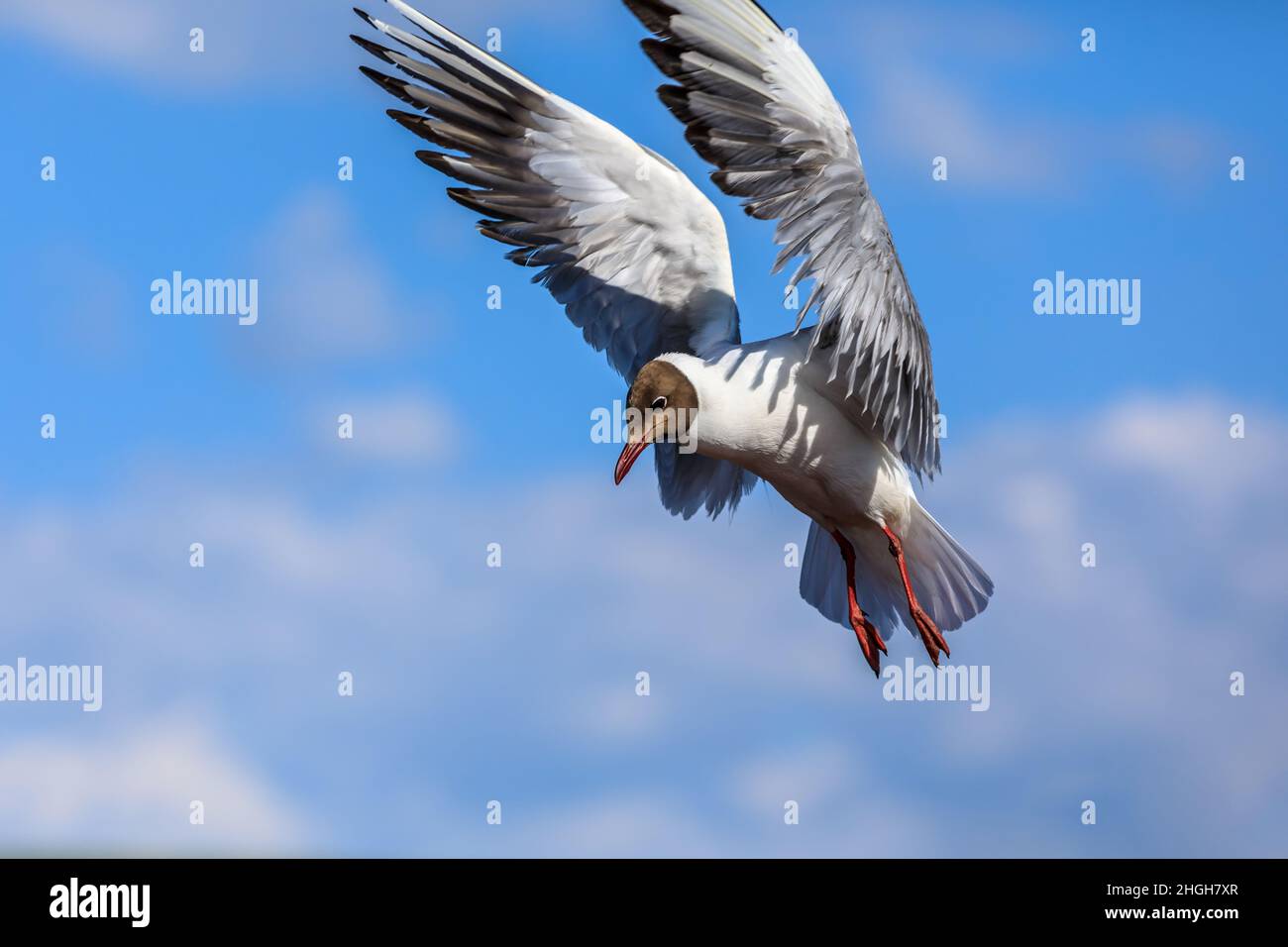 A black-headed gull flying in the blue sky.The graceful posture of the ...