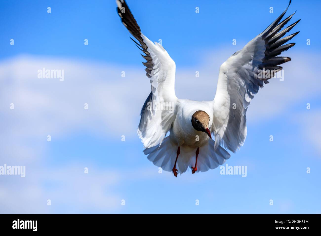 A black-headed gull flying in the blue sky.The graceful posture of the ...