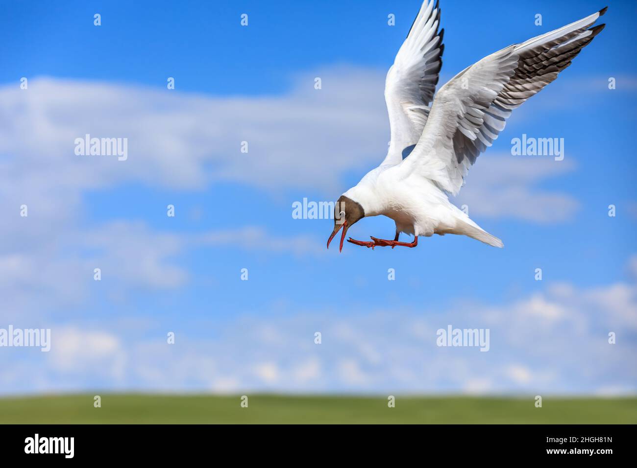 A black-headed bird is flying.The graceful posture of the bird in mid ...