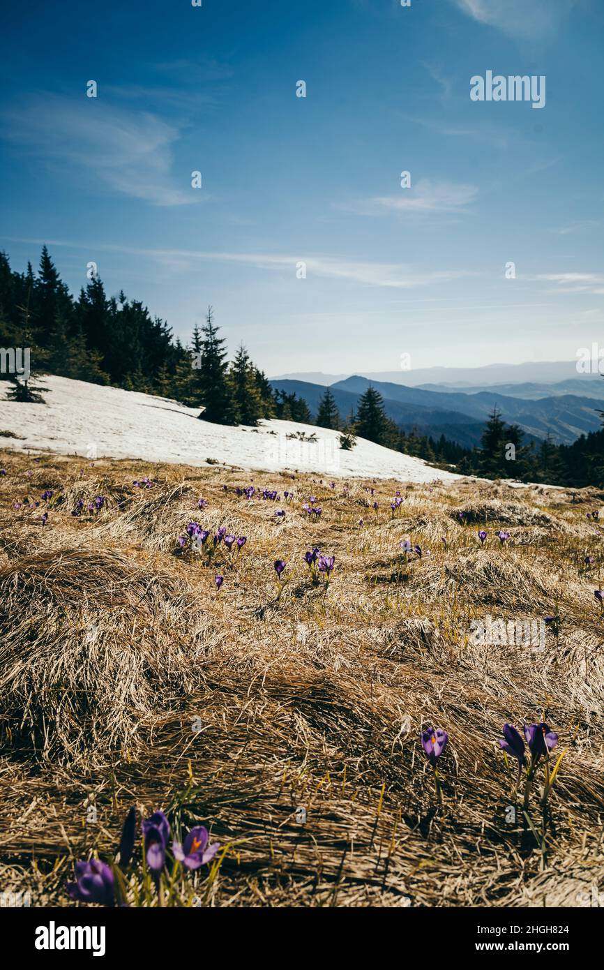 Khokholovska hi-res stock photography and images - Alamy