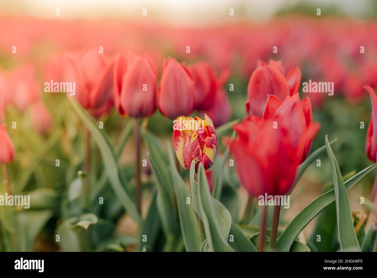 Beautiful Red Tulips Blooming on Field Agriculture. Tulip Infected with ...