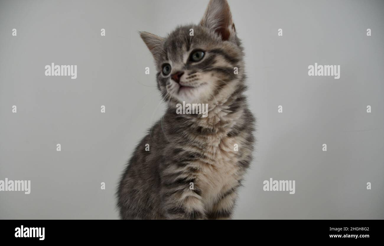 A beautiful, cute, fluffy, light grey, gray, tabby kitten, domestic cat ...