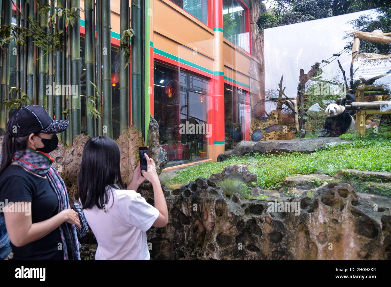 Bogor. 21st Jan, 2022. Visitors take photos of giant panda "Cai Tao" at ...