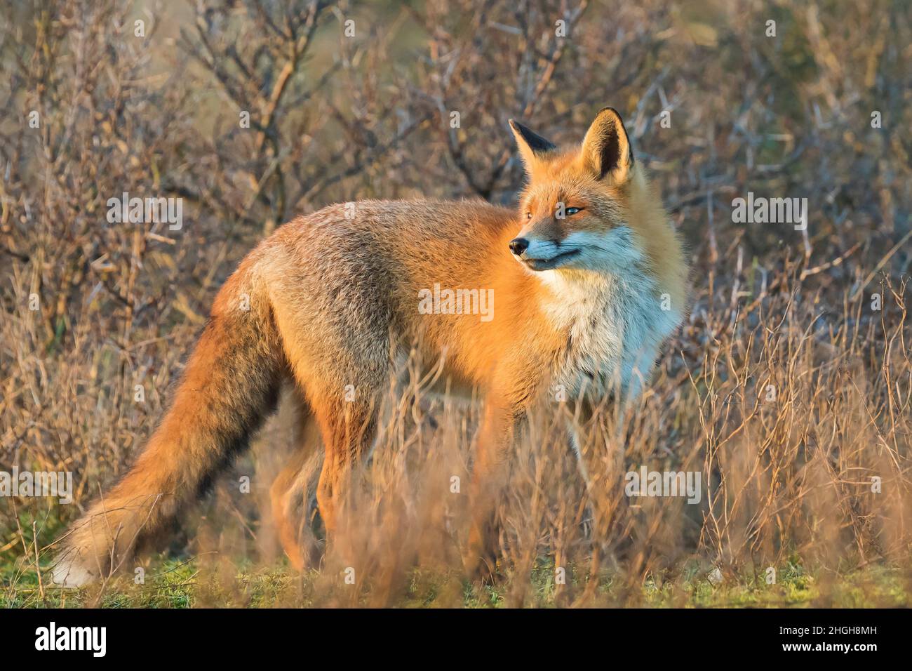 Close-up of a wild red fox, vulpes vulpes, scavenging during a ...