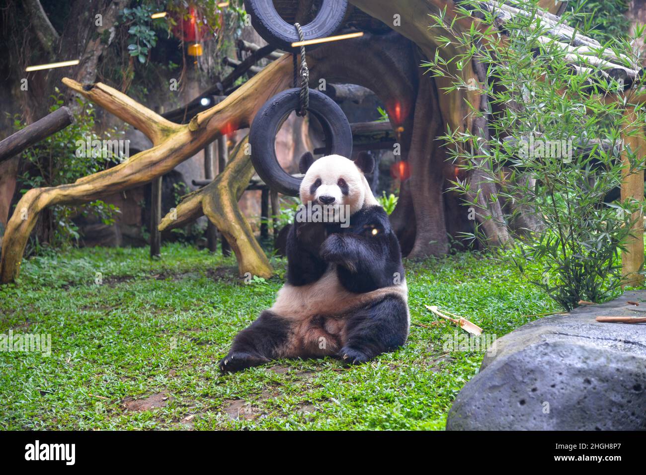 Bogor. 21st Jan, 2022. Giant panda "Cai Tao" is seen at Taman Safari ...