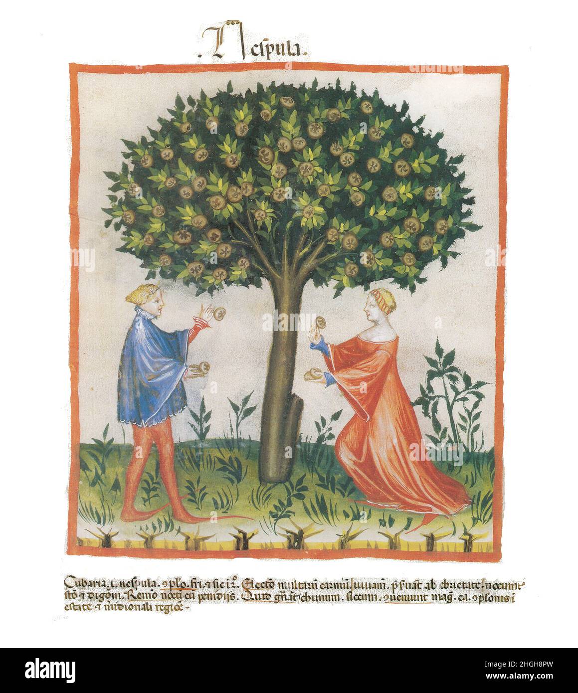 Mispel, Mespilus germanica, Echte Mispel oder Gemeine Mispel ...