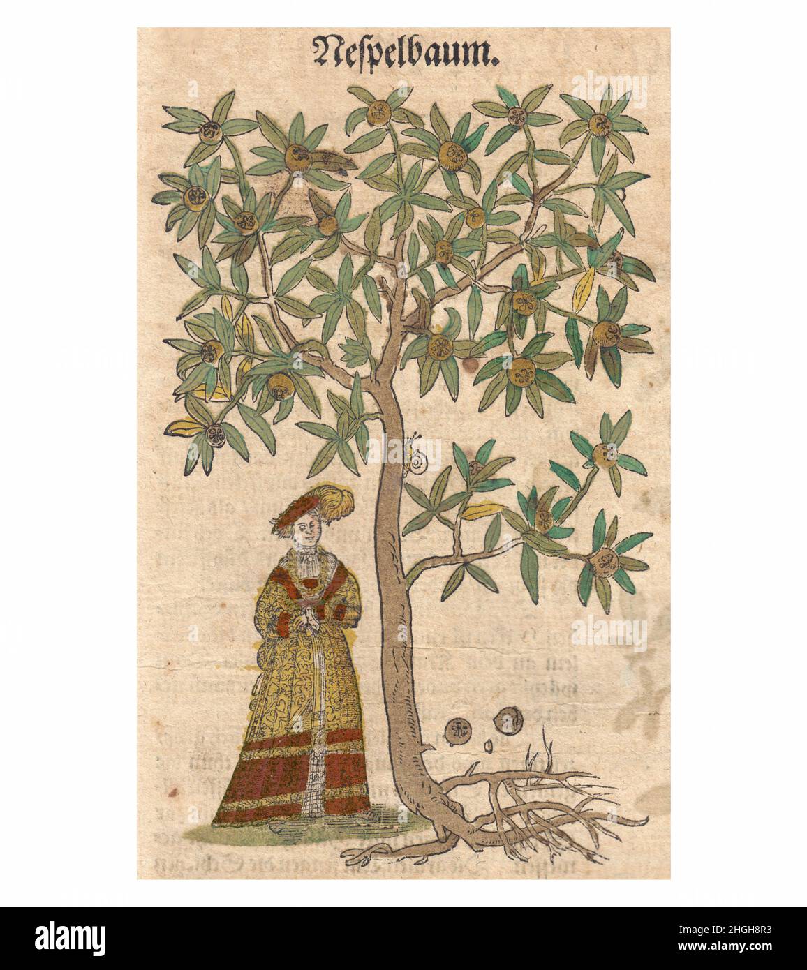 Mispel, Mespilus germanica, Echte Mispel oder Gemeine Mispel ...