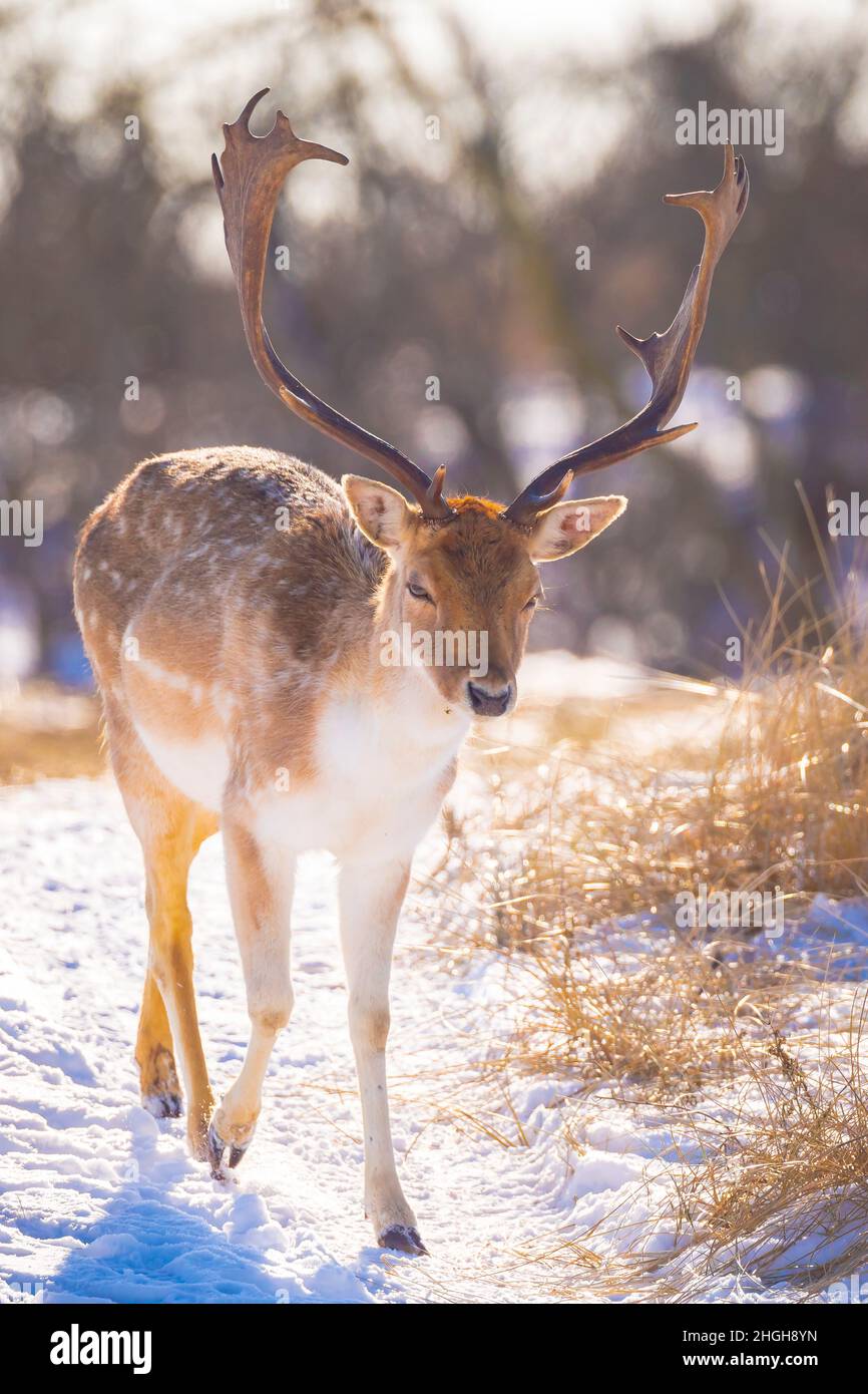 Fallow deer stag Dama Dama foraging in Winter forest snow and ice ...