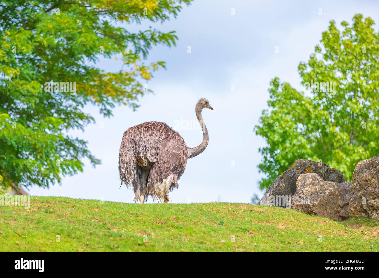Portrait of a Ostrich bird, struthio camelus, in a landscape with grass ...