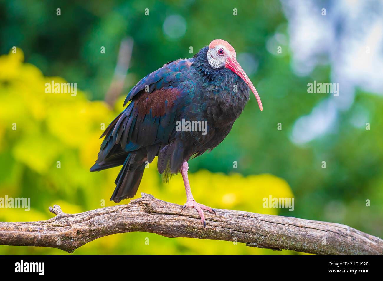 Closeup of a Southern bald ibis Geronticus calvus perched in a tree ...