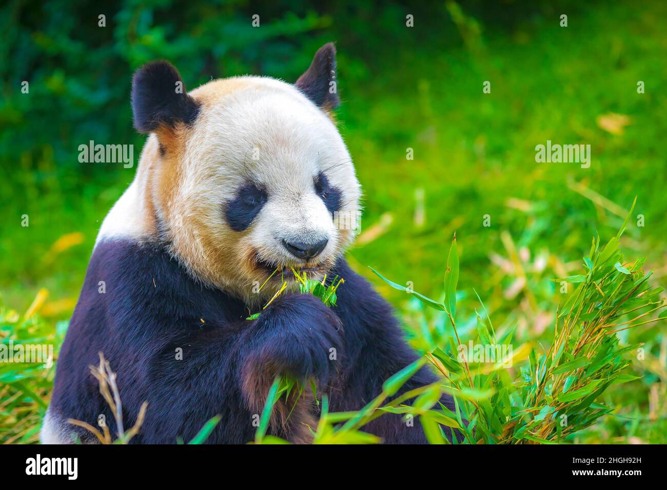 The panda forest hi-res stock photography and images - Alamy