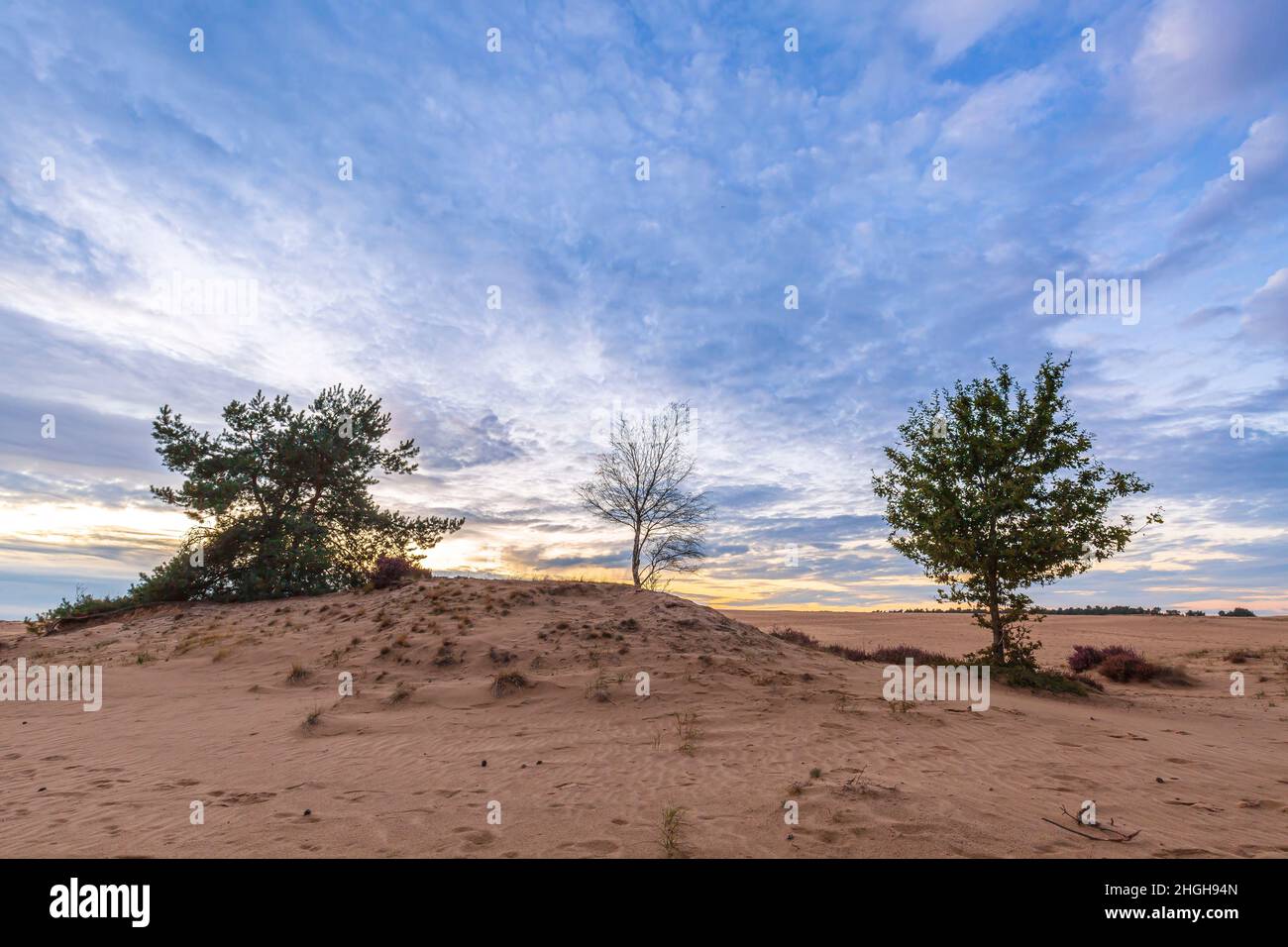 Sunset at the national park the Hoge Veluwe in the Netherlands during ...