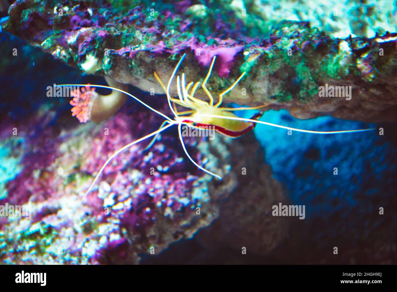 Lysmata amboinensis - yellow and red cleaner shrimp walking upside-down ...