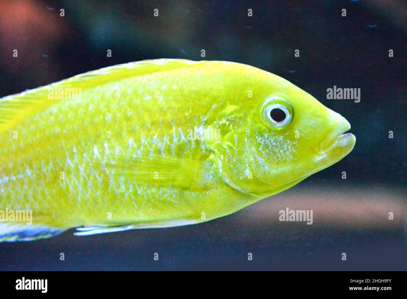 Mouthbrooder fish hi-res stock photography and images - Alamy