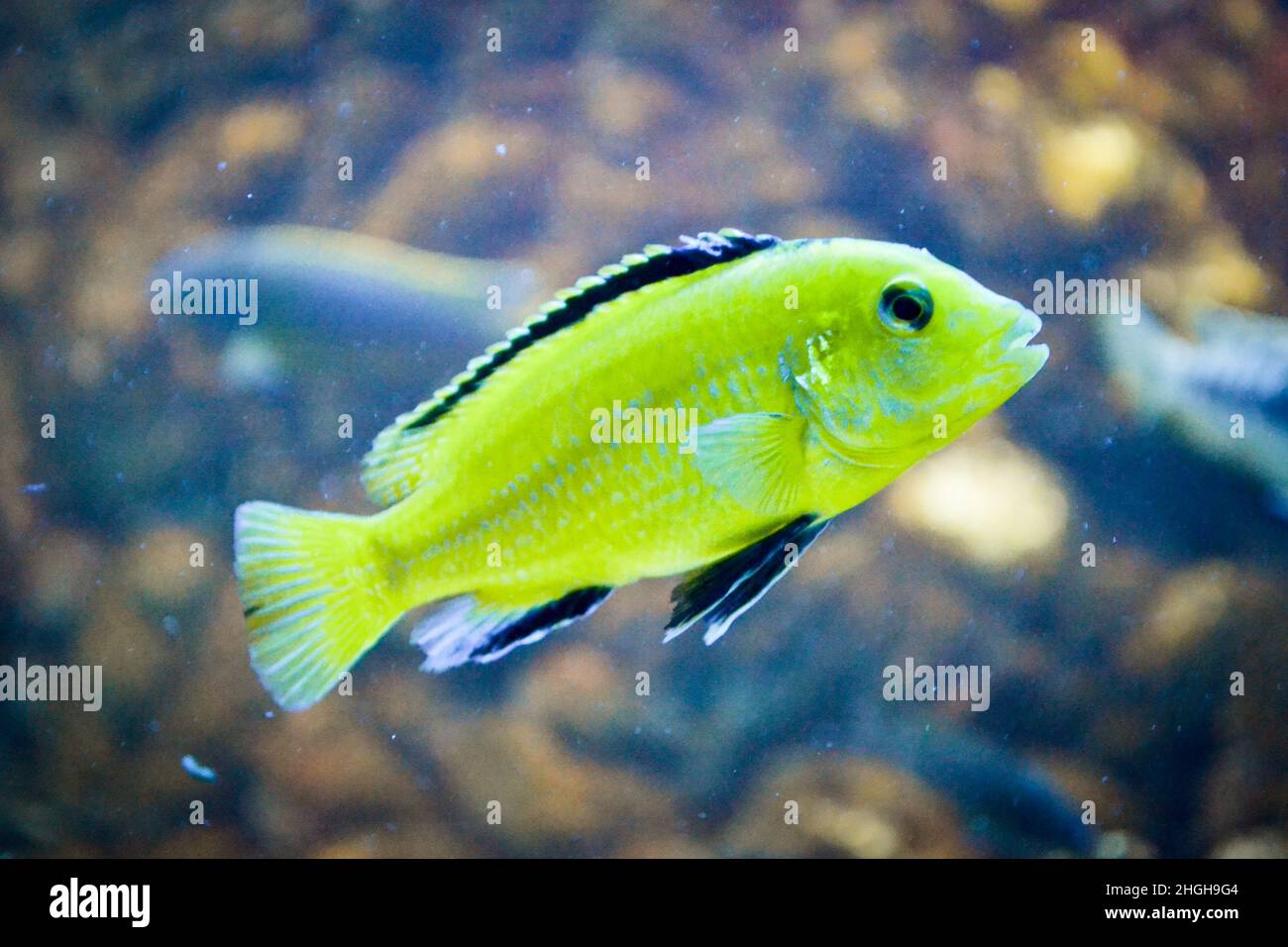 Yellow mouthbrooder fish, defocused background Stock Photo - Alamy