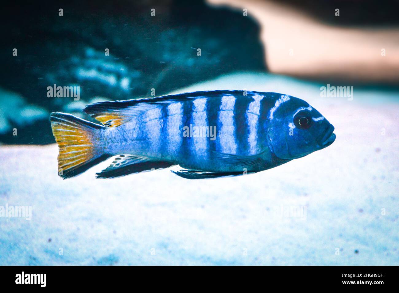 White and blue mouthbrooder fish, defocused background Stock Photo - Alamy