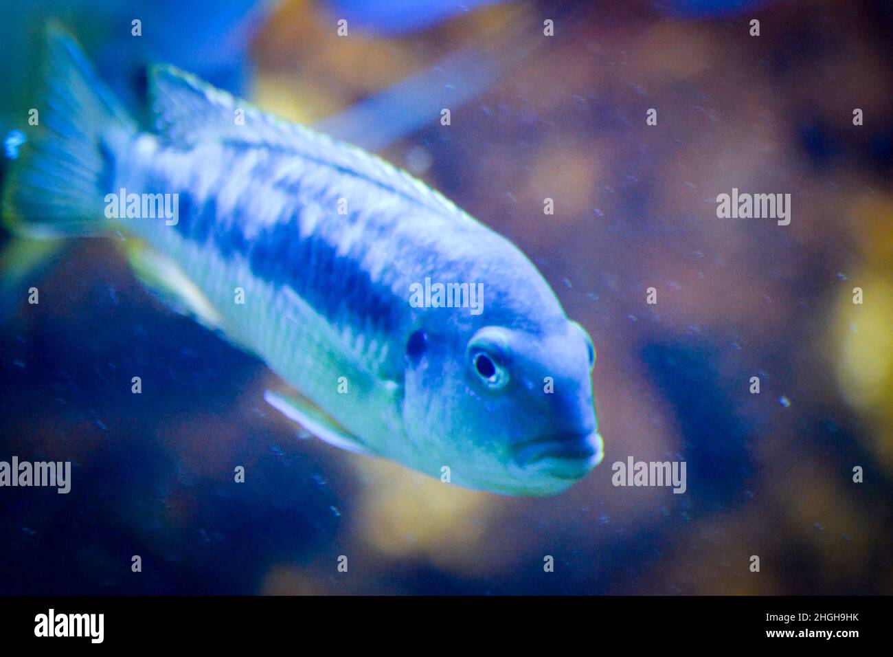 Mouthbrooder Southern