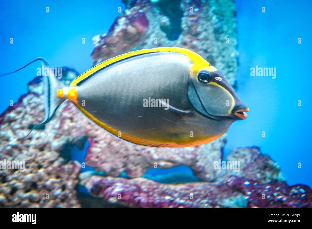 Naso Tang - tropical grey and yellow fish Stock Photo - Alamy