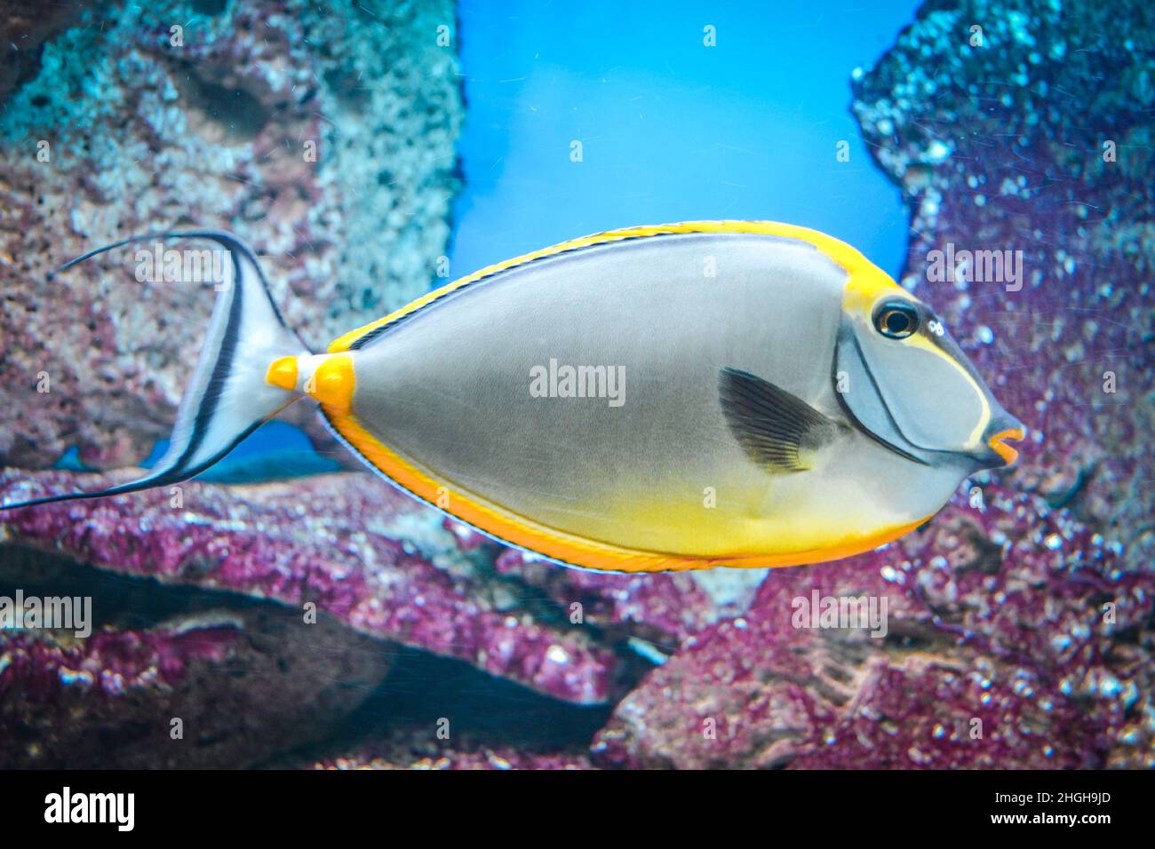Naso Tang - tropical grey and yellow fish Stock Photo - Alamy