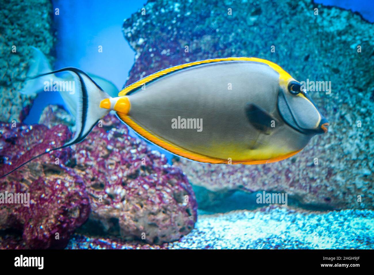 Naso Tang - tropical grey and yellow fish Stock Photo - Alamy