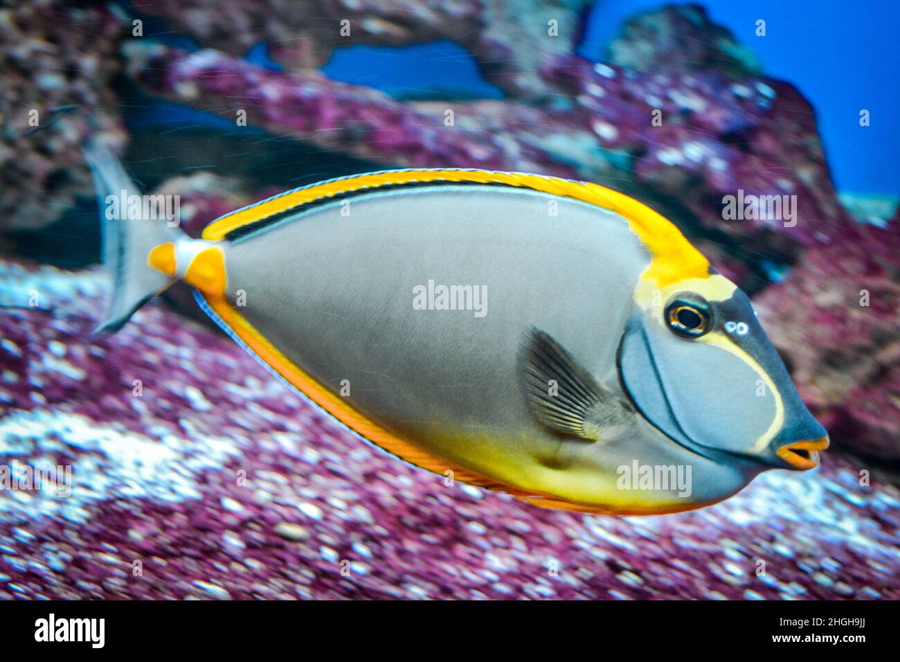 Naso Tang - tropical grey and yellow fish Stock Photo - Alamy