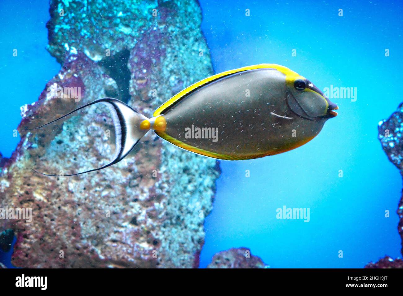 Naso Tang - tropical grey and yellow fish Stock Photo - Alamy