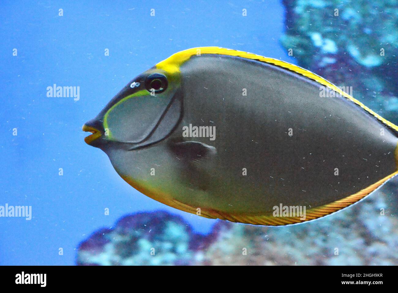 Naso Tang - tropical grey and yellow fish Stock Photo - Alamy