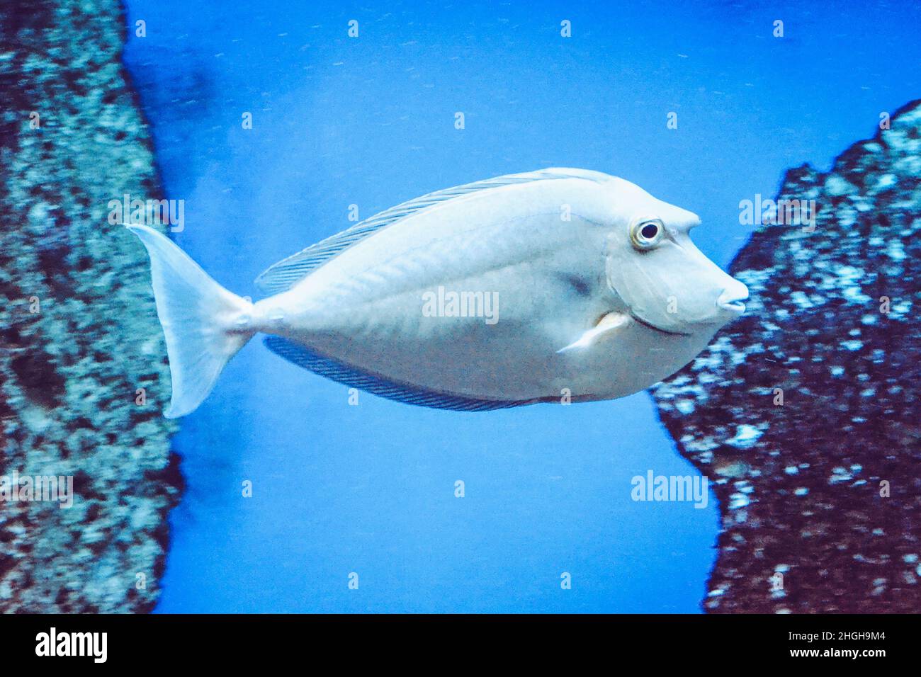 Grey fish hi-res stock photography and images - Alamy