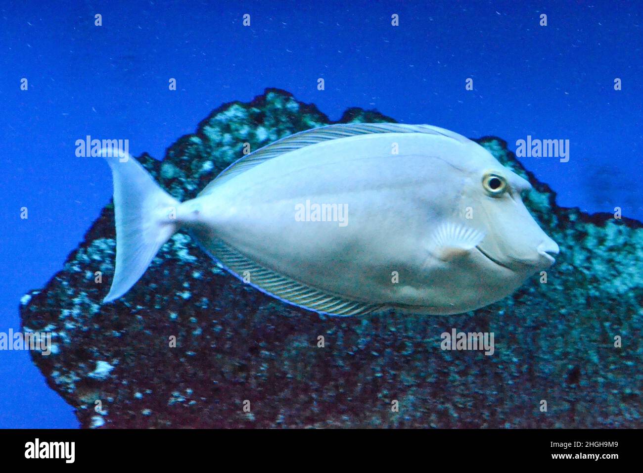 Grey fish hi-res stock photography and images - Alamy