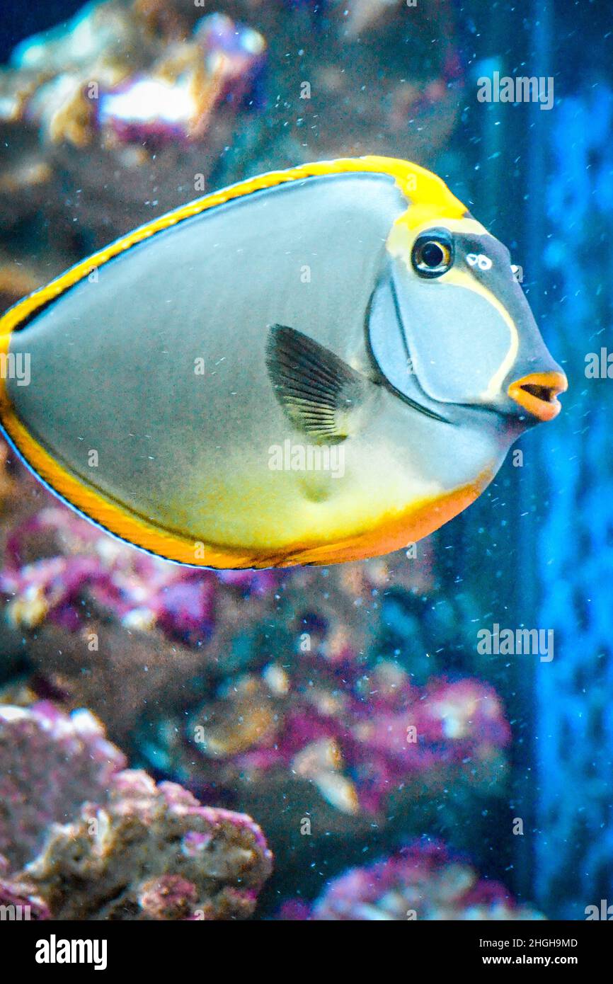 Naso Tang - tropical grey and yellow fish Stock Photo - Alamy