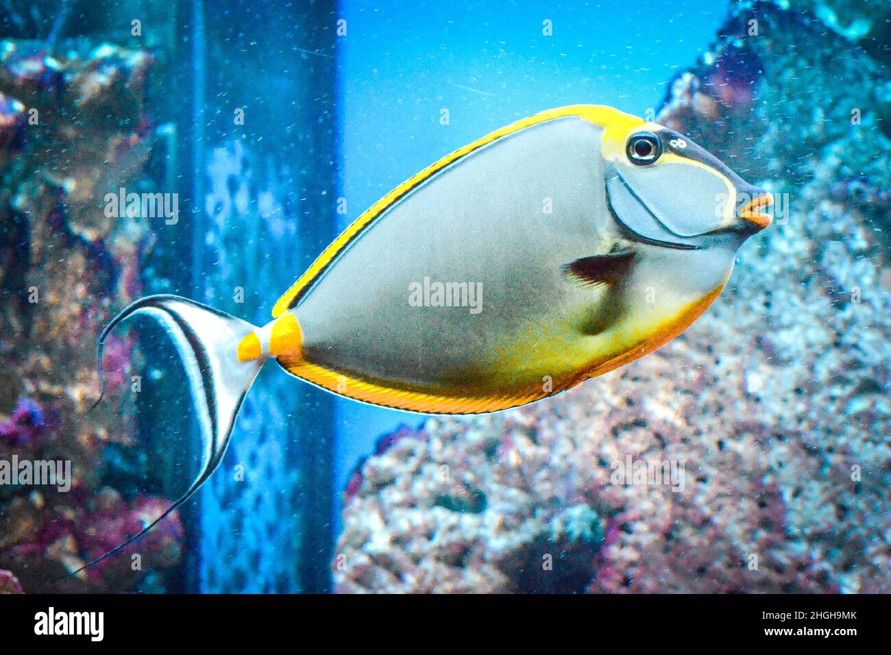 Naso Tang - tropical grey and yellow fish Stock Photo - Alamy
