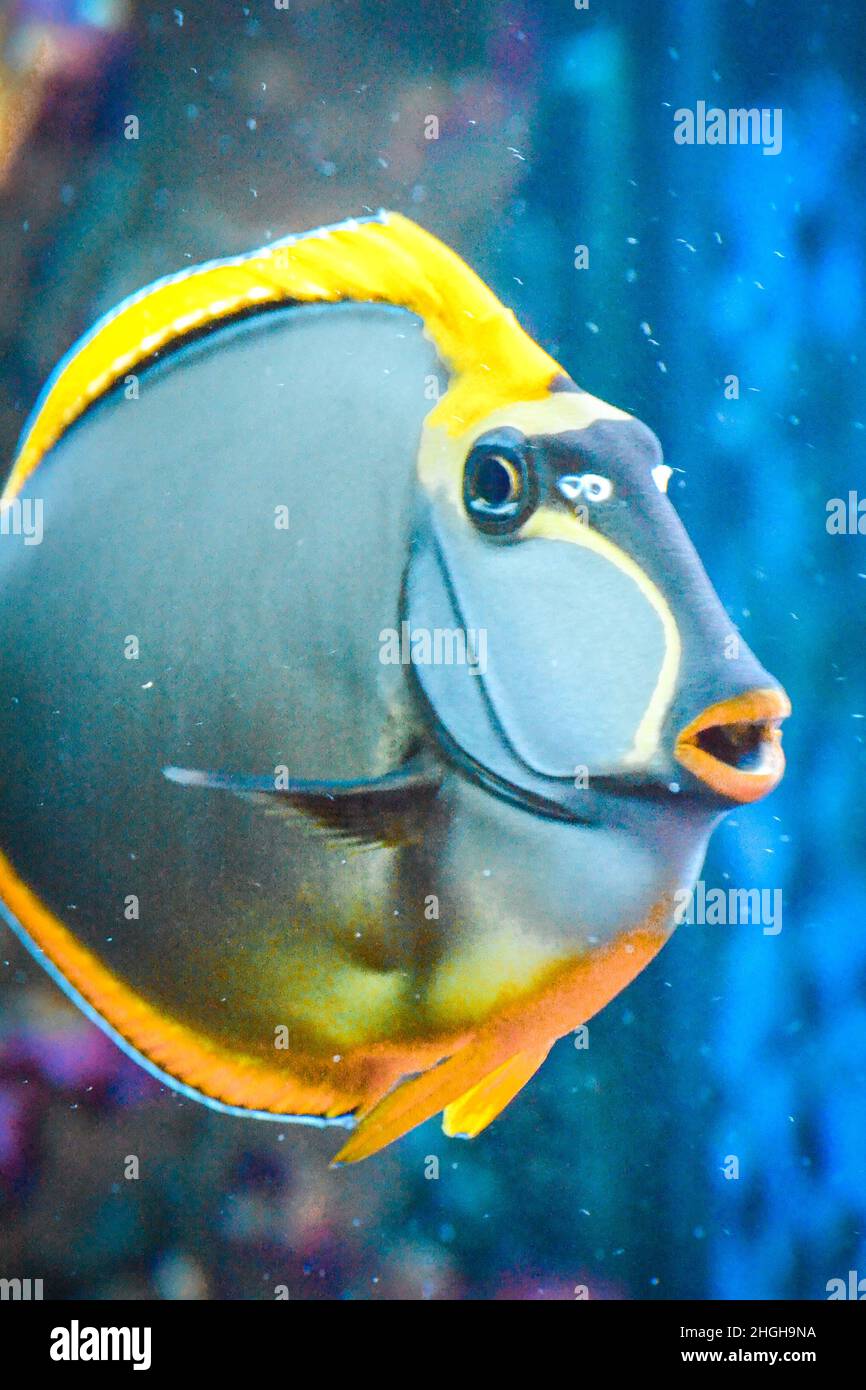Naso Tang - close-up on head - tropical grey and yellow fish Stock ...