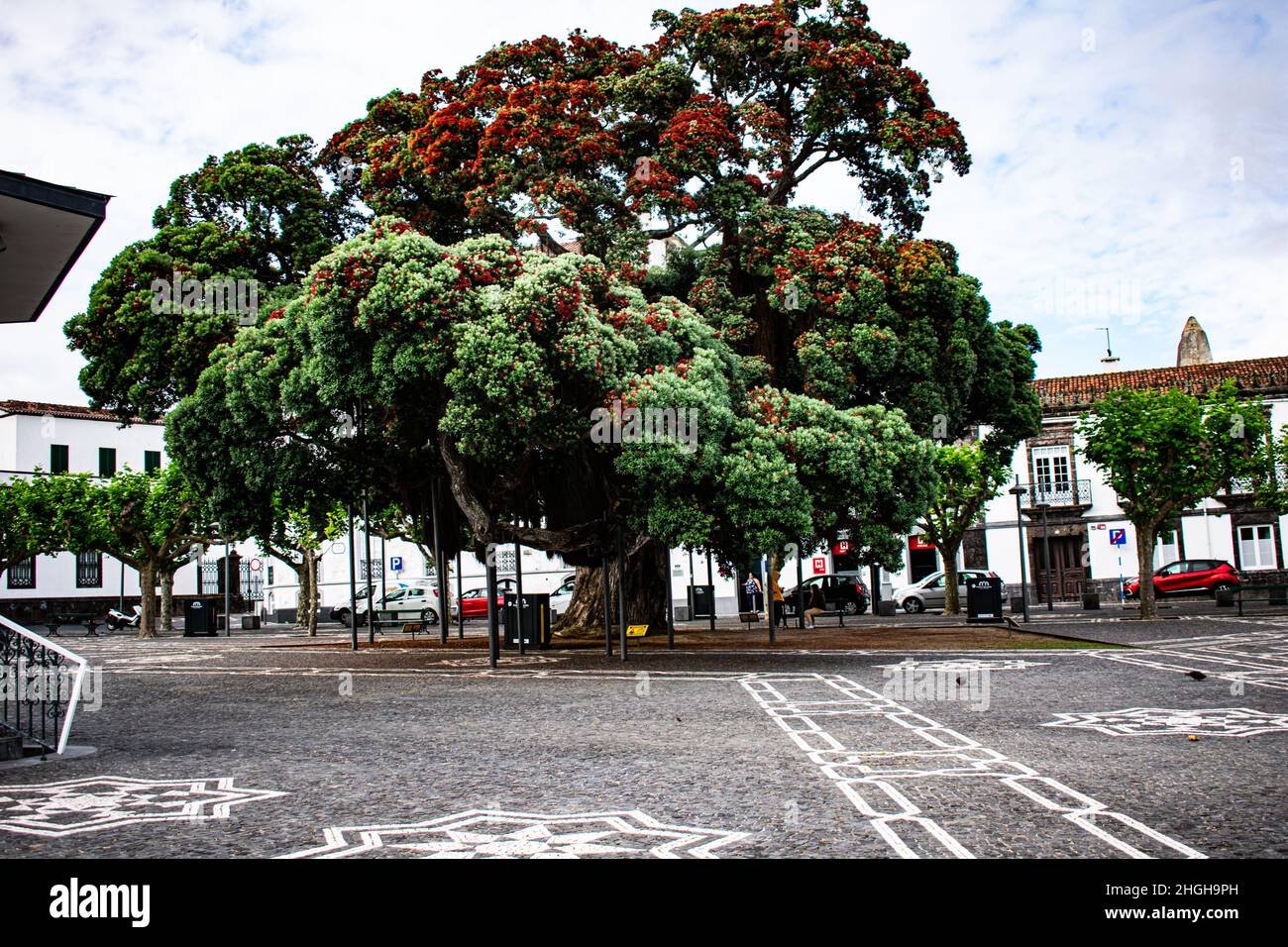 Huge tree supported and fet for its natural beauty in hi-res stock ...