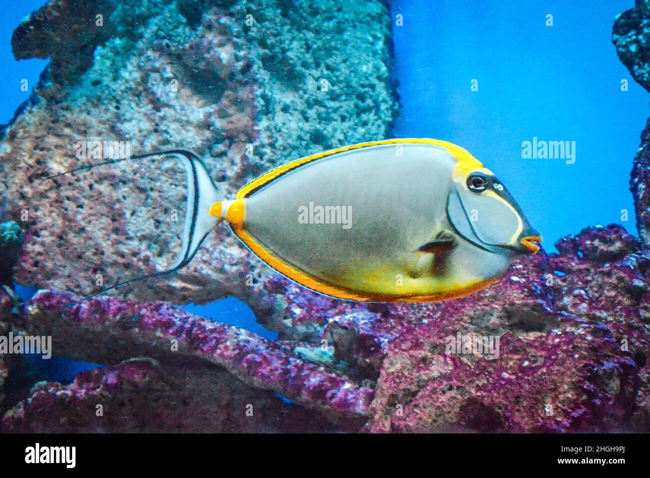 Naso Tang - tropical grey and yellow fish Stock Photo - Alamy