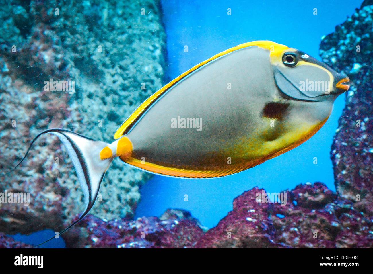 Naso Tang - tropical grey and yellow fish Stock Photo - Alamy