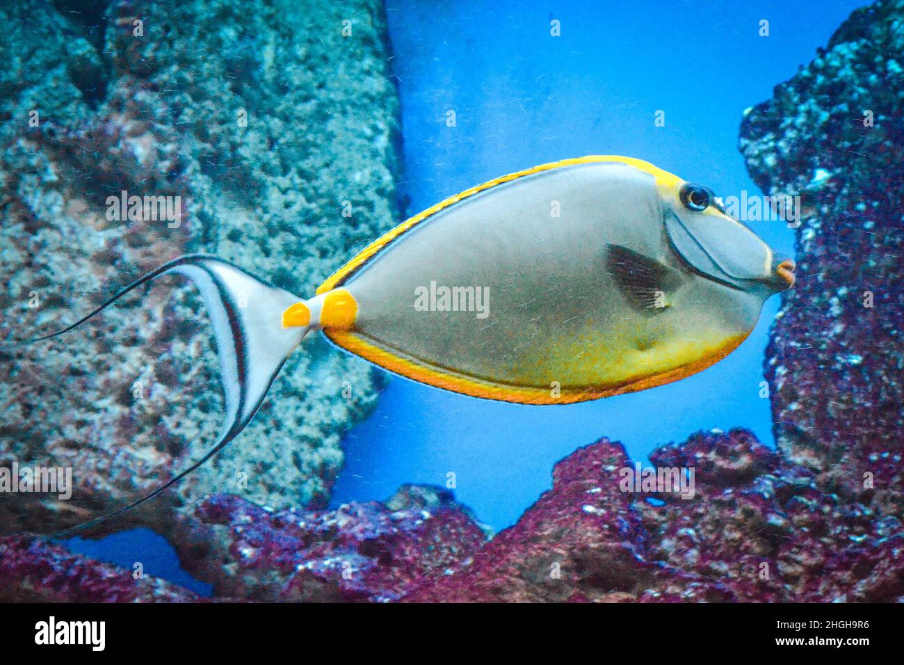 Naso Tang - tropical grey and yellow fish Stock Photo - Alamy