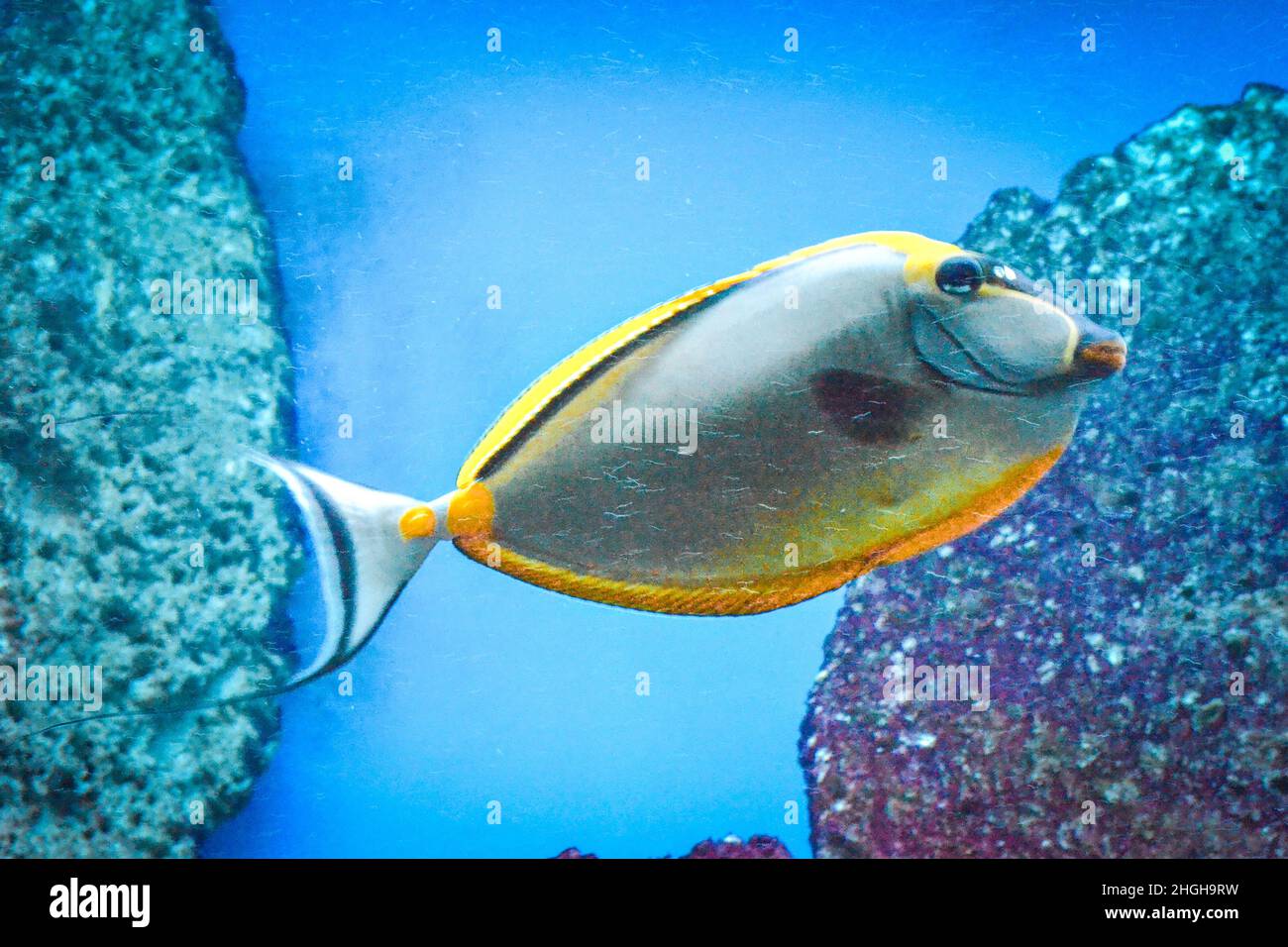 Naso Tang - tropical grey and yellow fish Stock Photo - Alamy