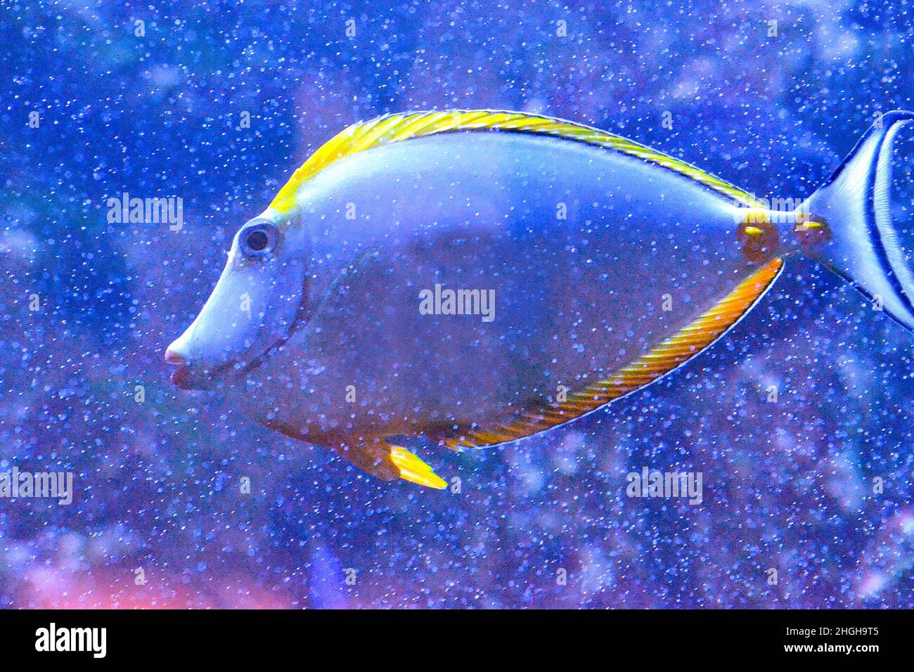 Naso Tang - tropical grey and yellow fish Stock Photo - Alamy