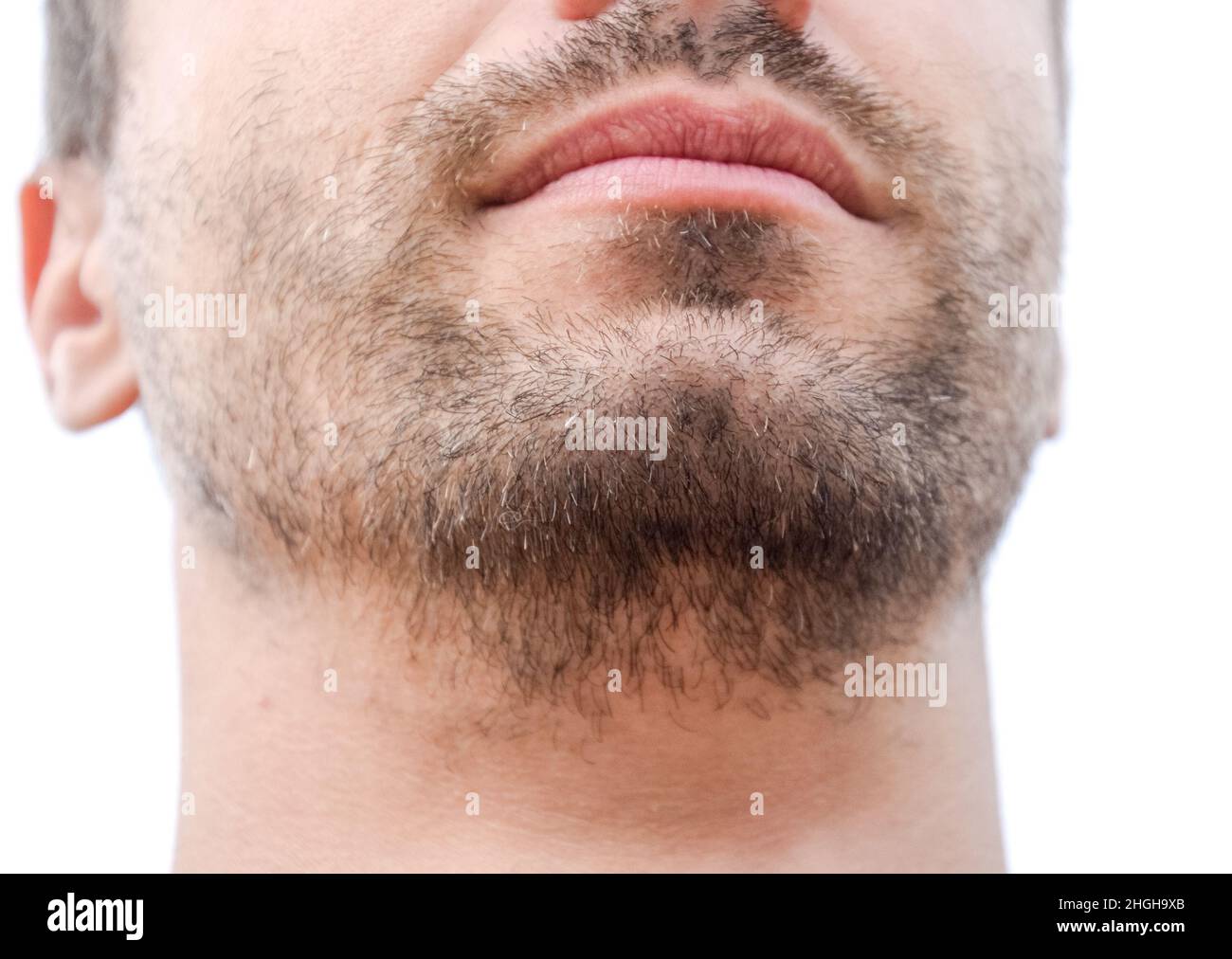 Beard on the face of a young man. Bearded male chin. Bearded young man ...