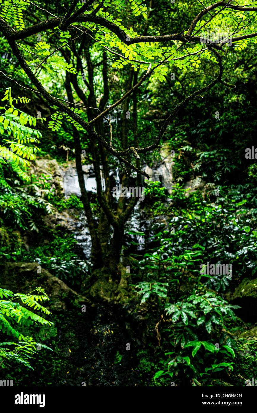 Green Natural forsest ontop of a mountain Stock Photo - Alamy