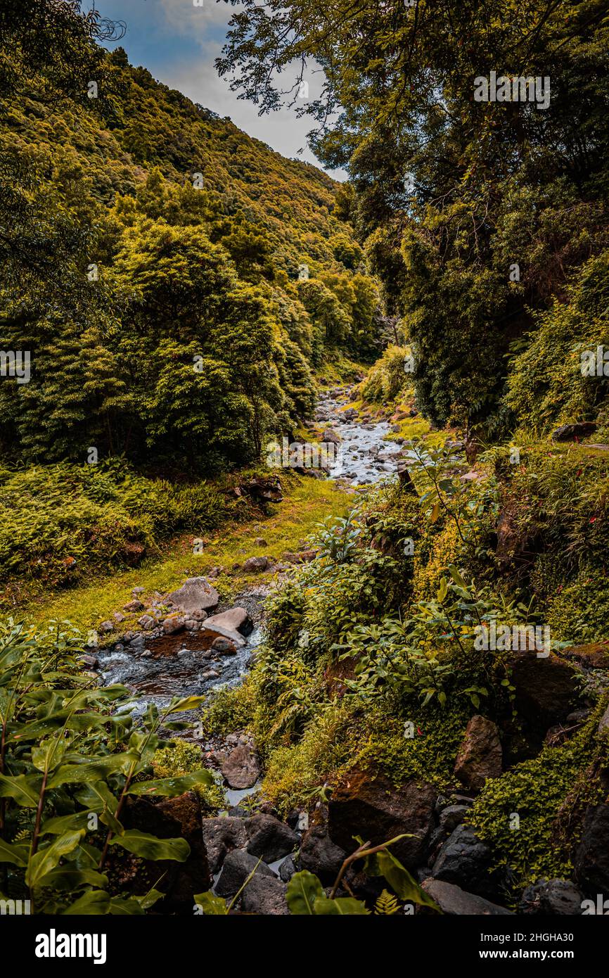 Forsest hi-res stock photography and images - Alamy