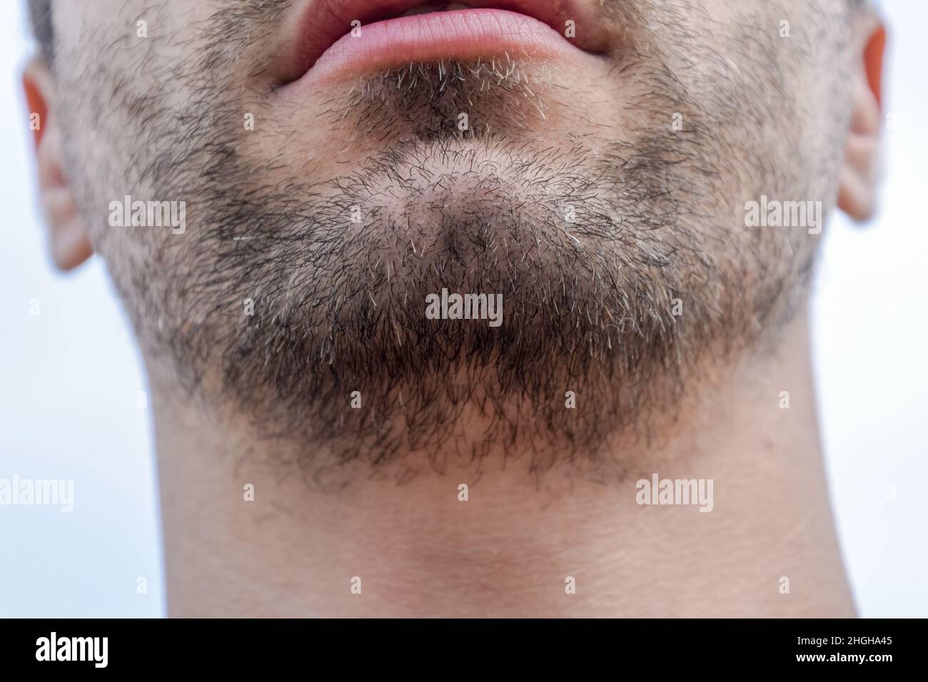 Beard on the face of a young man. Bearded male chin. Bearded young man ...