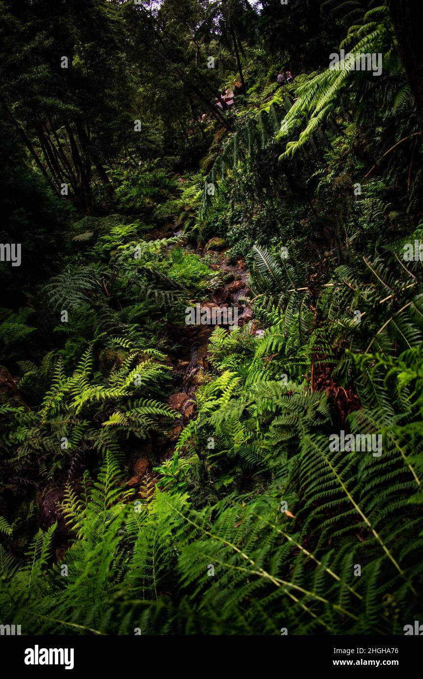 Forsest hi-res stock photography and images - Alamy