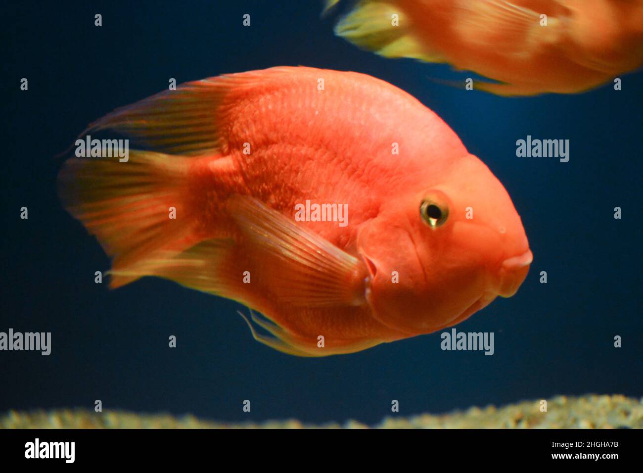 Orange parrot cichlid, dark blue background Stock Photo - Alamy