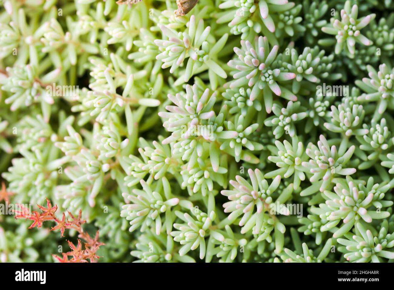 Macro photo of Spanish stonecrop. Sedum Hispanicum Stock Photo - Alamy