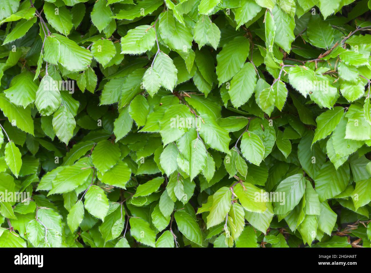 Shiny green beech tree leaves, natural background texture, close up ...