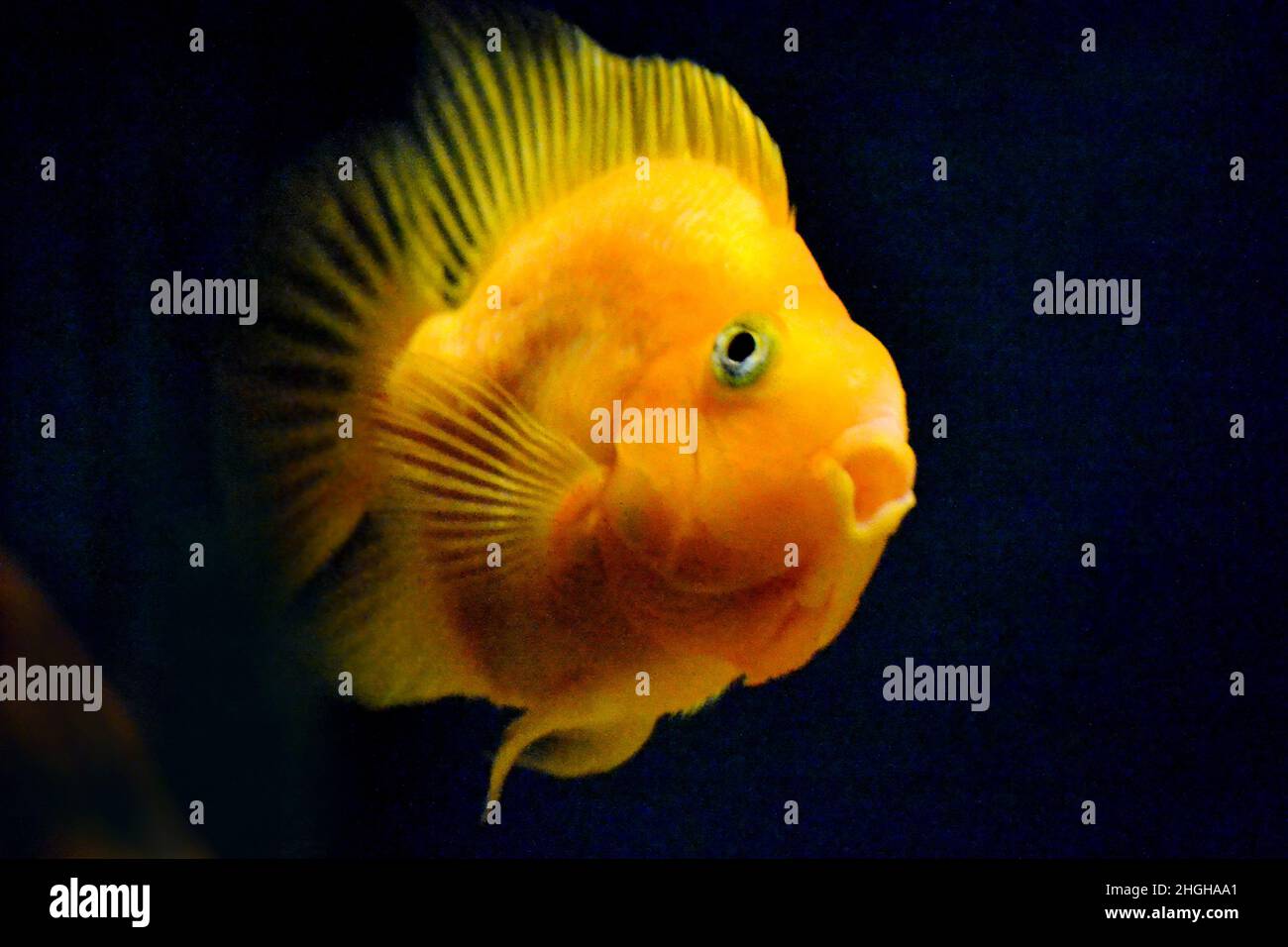 Orange parrot cichlid, dark blue background Stock Photo - Alamy