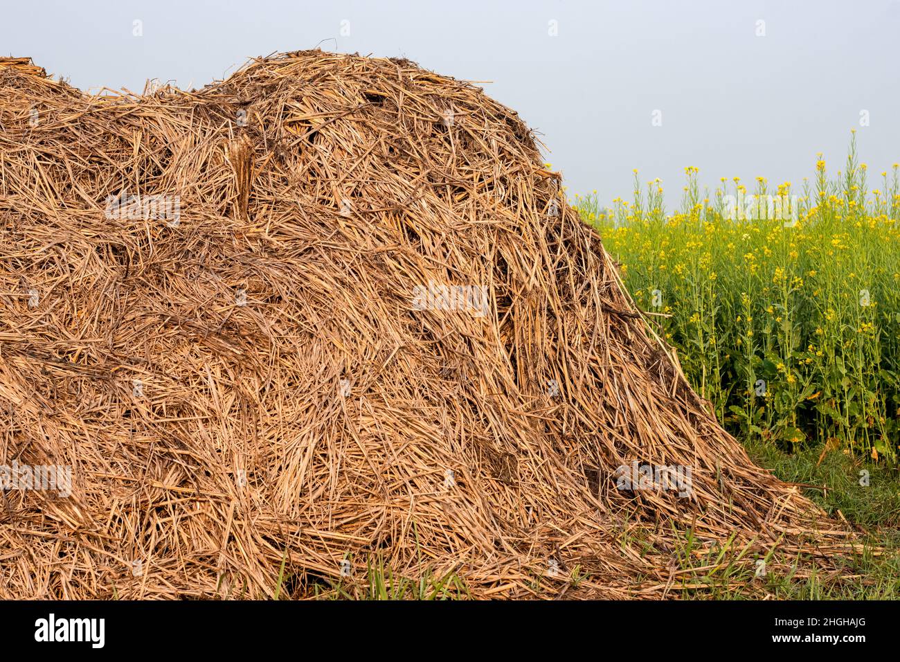 A heap of brown straw stored near the mustard field in the agricultural ...