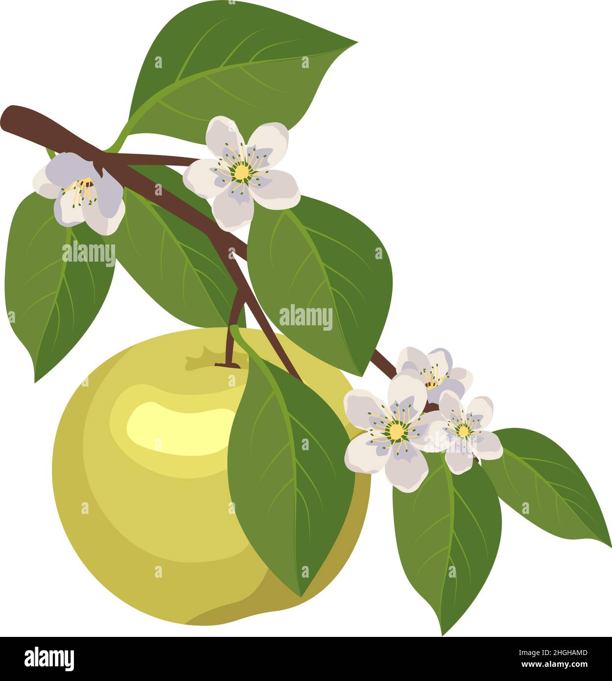 Apple flower on branch Stock Vector Images - Alamy
