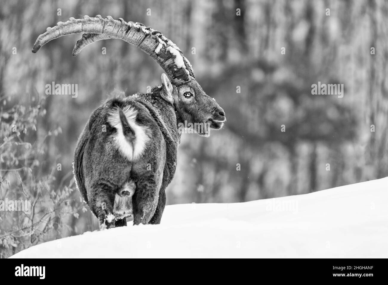 Ibex in the black background hi-res stock photography and images - Alamy